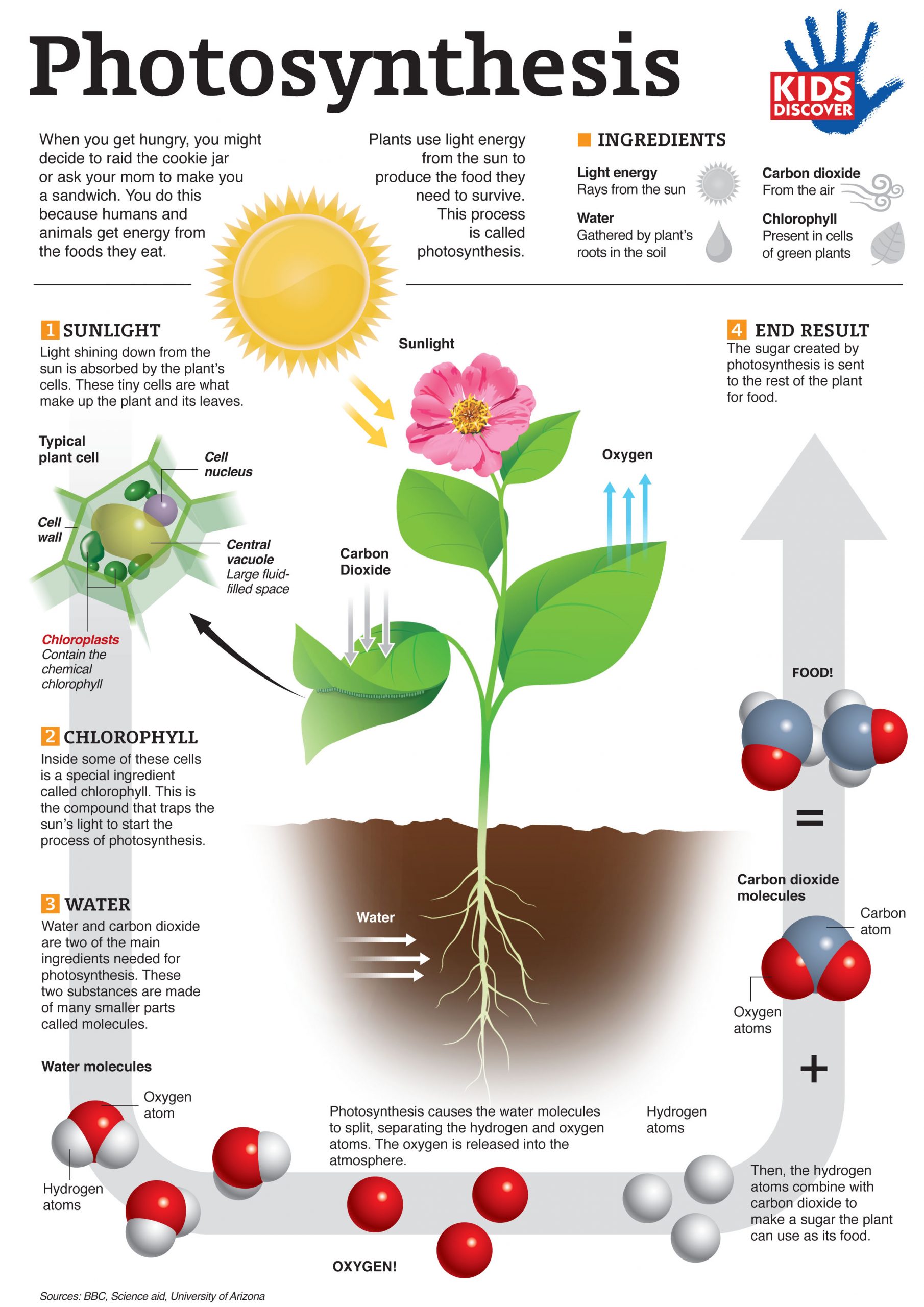 PhotosynthesisFINAL - Kids Discover
