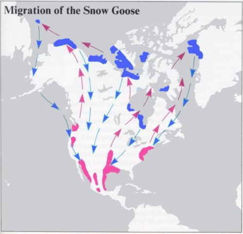 Spotlight: Migrations - KIDS DISCOVER