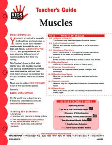 Muscles - Kids Discover