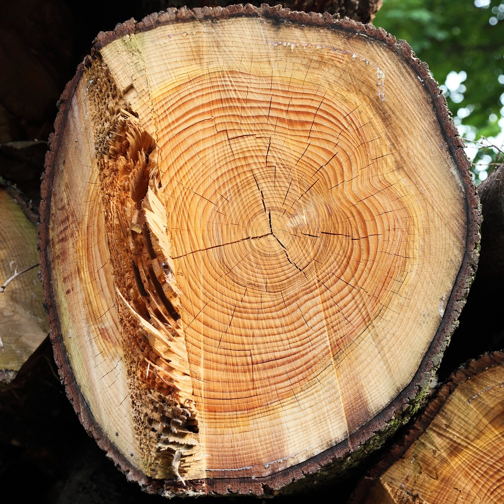 Spotlight: Trees - KIDS DISCOVER