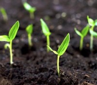 Seeds on the Move - Seed Dispersal for Kids - Kids Discover