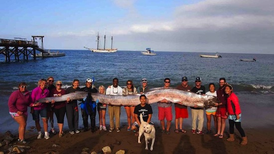 Swimming with the Oarfish - Kids Discover