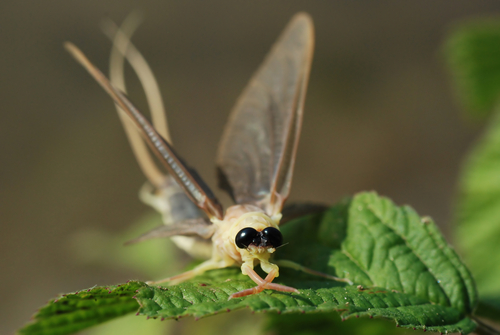 Three Hours to Live: The Giant Mayfly - Kids Discover
