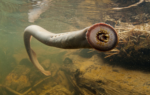 Lampreys - Kids Discover