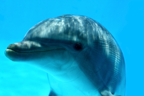 Dolphin IDs - Kids Discover Dolphin IDs - Kids Discover