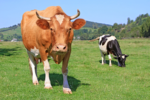 Who's Got the Horns? - Kids Discover