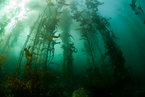 Kelp Forests - Kids Discover