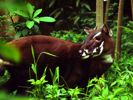 The Saola: A Real "Asian Unicorn" - Kids Discover