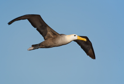 Flying Without Flapping - Kids Discover