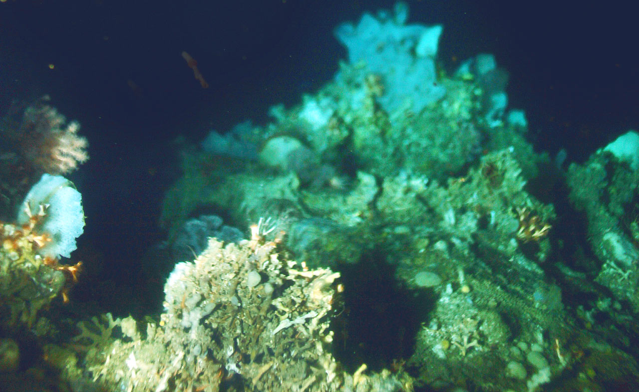 Cold Coral Reef - Kids Discover