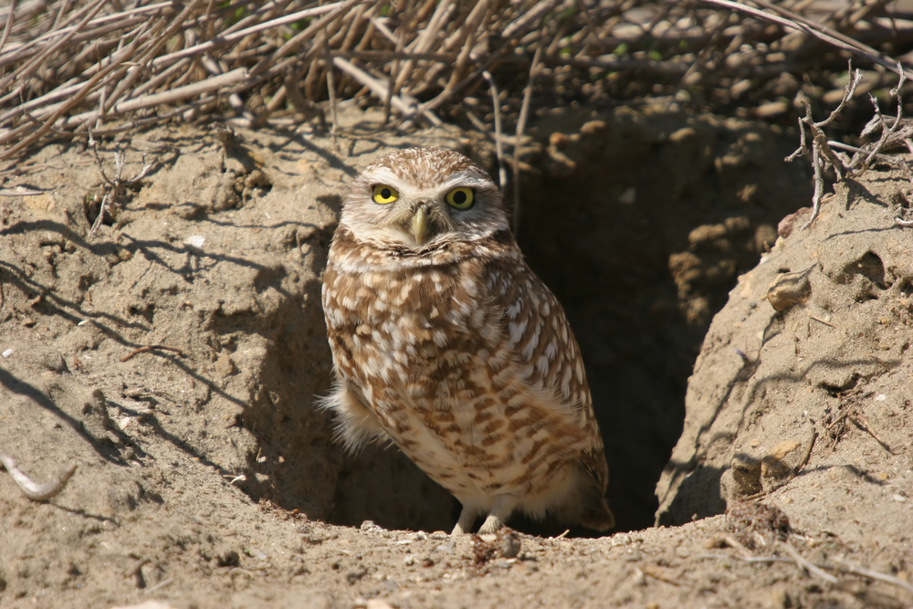 An Owl That Digs - Kids Discover