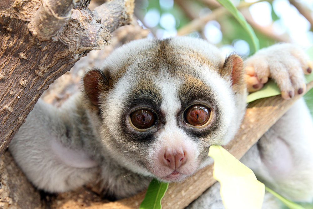 The Slow Loris - Kids Discover
