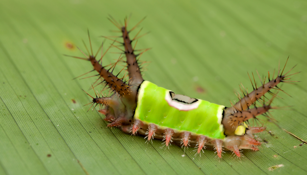 Spiny Caterpillar - Kids Discover