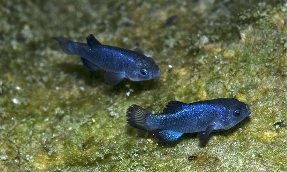 Preserving the Pupfish - Kids Discover