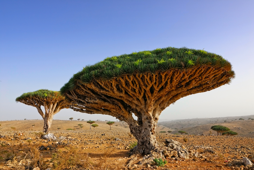 Dragon's Blood Grows on Trees - Kids Discover