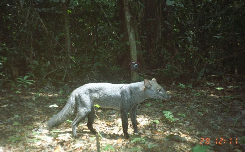 Dog of the Amazon - Kids Discover