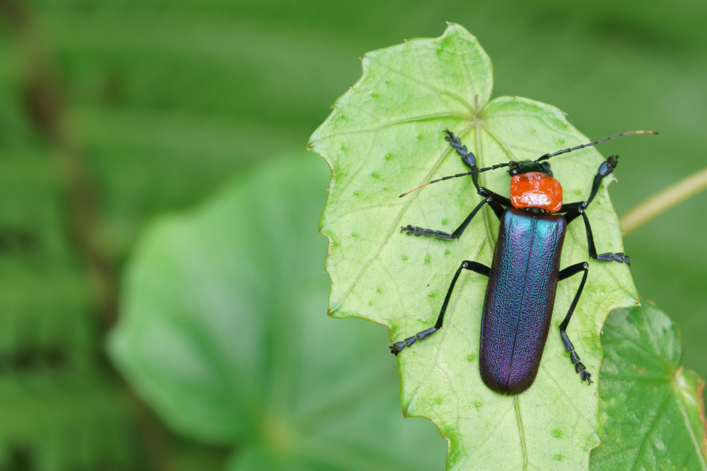 The Good Soldier Beetle - Kids Discover