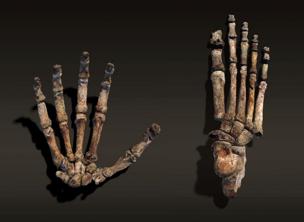Homo Naledi: national geographic - Kids Discover