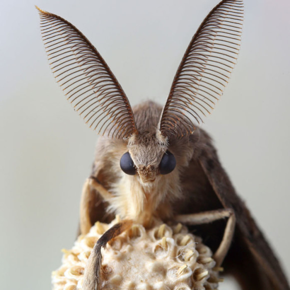 Gypsy_Moth_Antennae_700 - Kids Discover