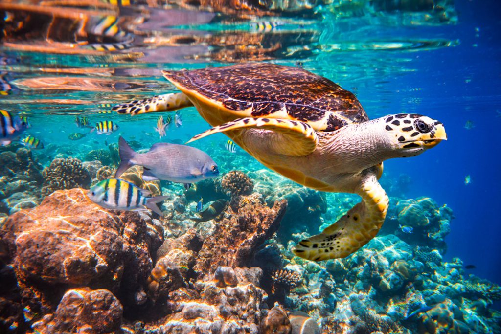 Resources for Earth Day - Kids Discover
