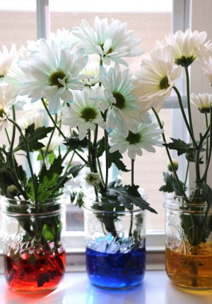 Spring STEM Fun with Flower Chromatography - Kids Discover