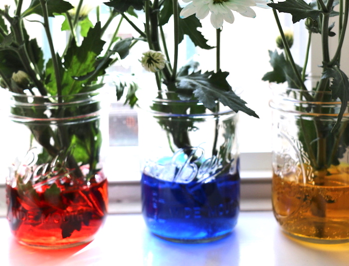 Spring STEM Fun with Flower Chromatography - Kids Discover
