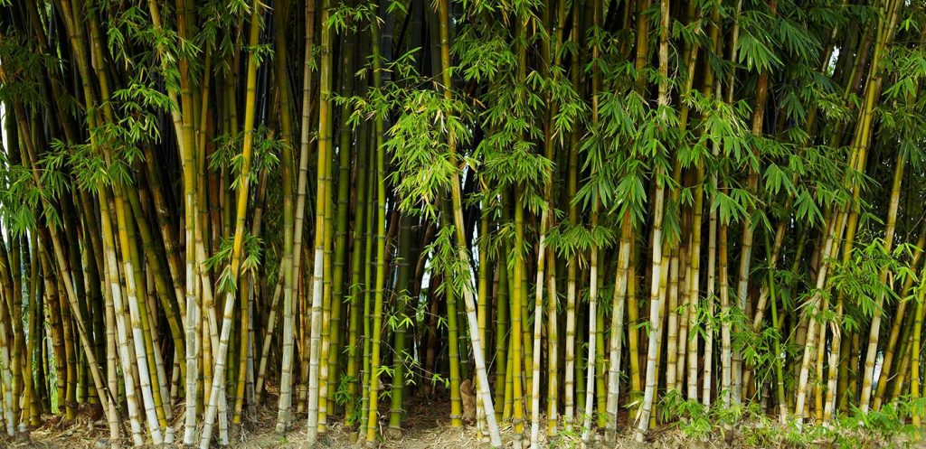 Cross-Curricular Lessons for Spring 2024 - Kids Discover