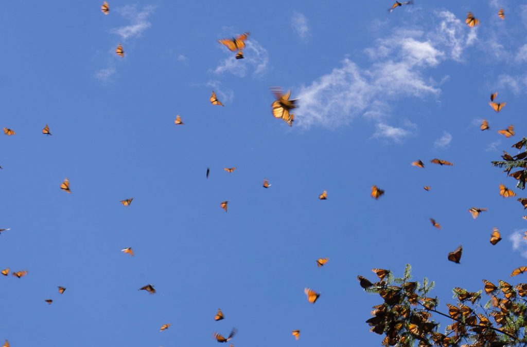 Cross-Curricular Lessons for Spring 2024 - Kids Discover