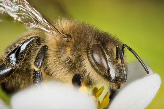 Cross-Curricular Lessons for Spring 2024 - Kids Discover