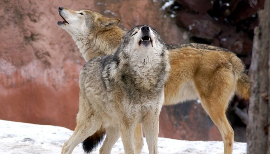 The Science of Sound: Exploring Acoustics Through the Animal Kingdom ...